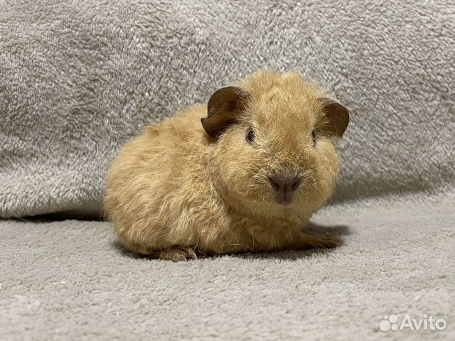 Морская свинка девочка американский Тедди