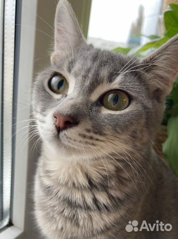 Русская голубая кошка метис стерелизована