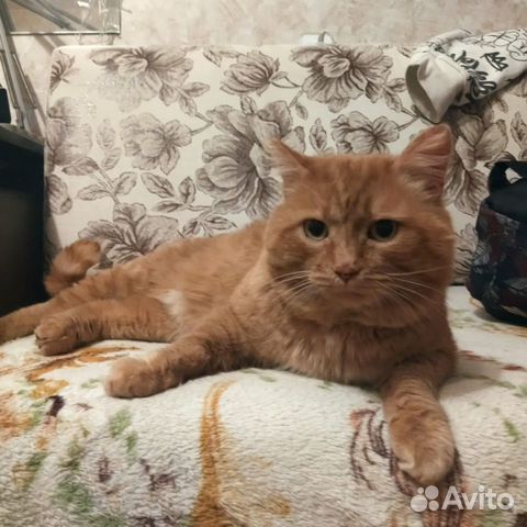 Кот молодой бесплатно