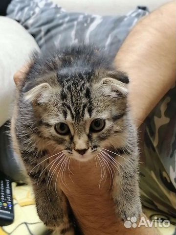 Шотландские котята бесплатно