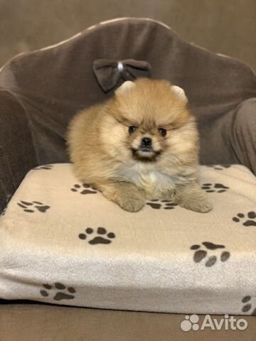 Шпицулька мини пом
