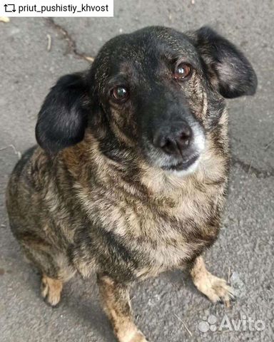 Замечательная собачка в добрые и ответственные руч