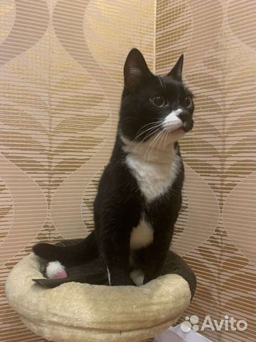 Шикарный кот в дар 1 год кастрирован привезём