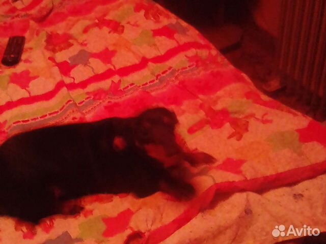 Кроличья такса