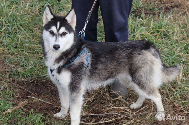 Вега в добрые руки