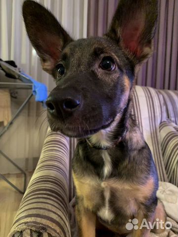 Щенок в добрые руки