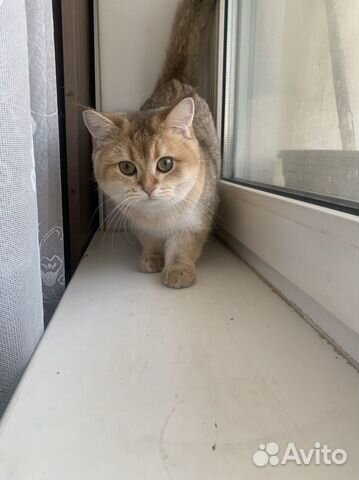 Подрощенный кот