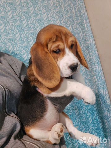 Бигль девочки