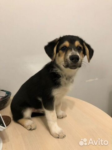 Щенок Смайлик в дар