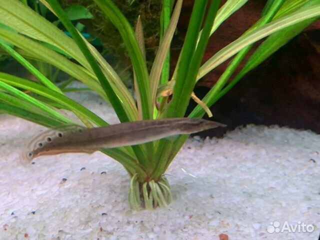 Макрогнатус