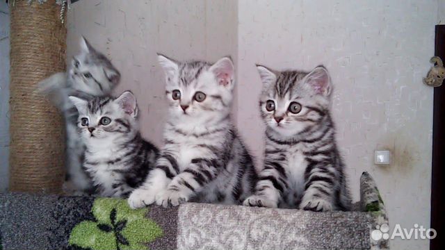 Котята шотландские готовы к переезду.Доставка