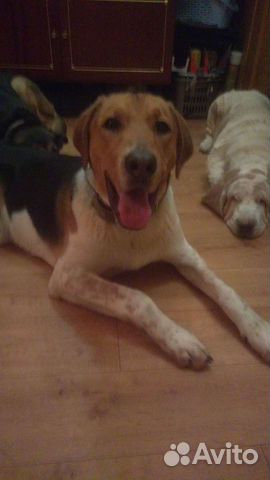 Русская борзая