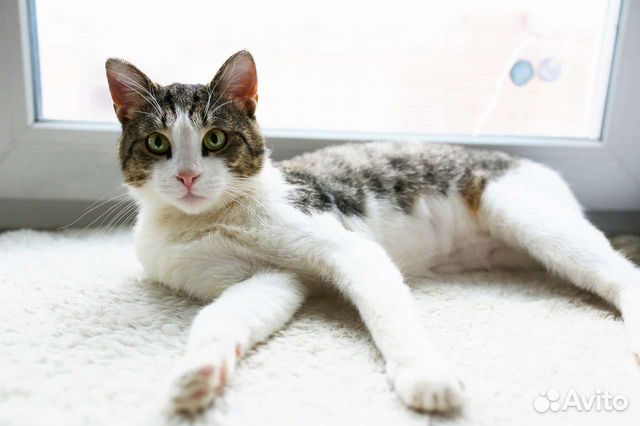 Кошки в добрые руки