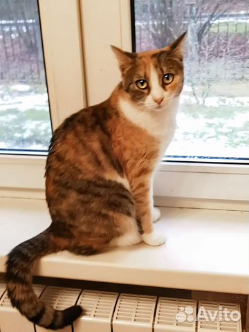 Кошки в добрые руки