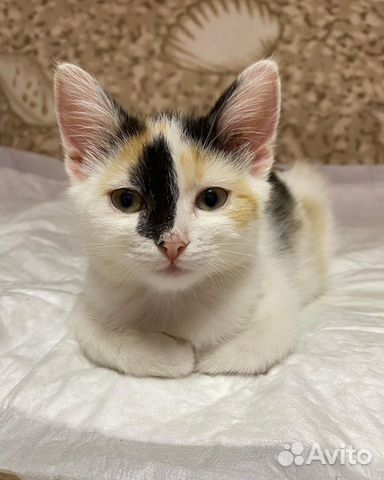 Кошка