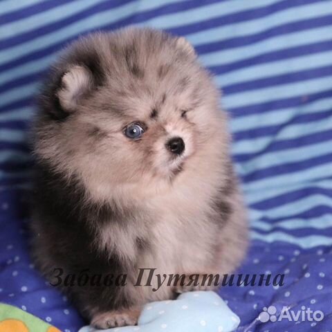 Эксклюзивная девочка шпиц