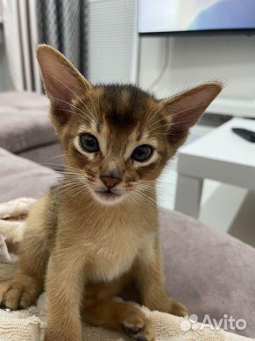 Абиссинские котята Ростов