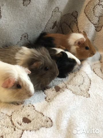 Морские свинки.2-2.5 мес.Мальчики