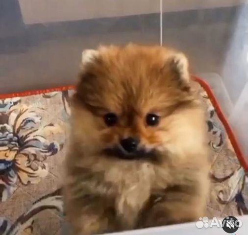 Оранжевое солнышко