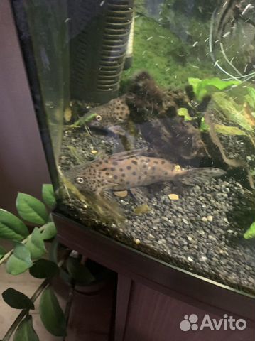 Сомы кукушка обмен