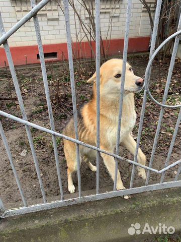 Русская борзая