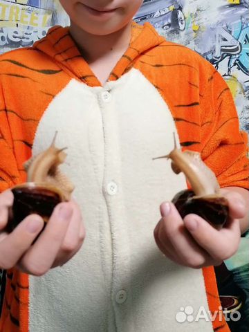 Отдам улиток