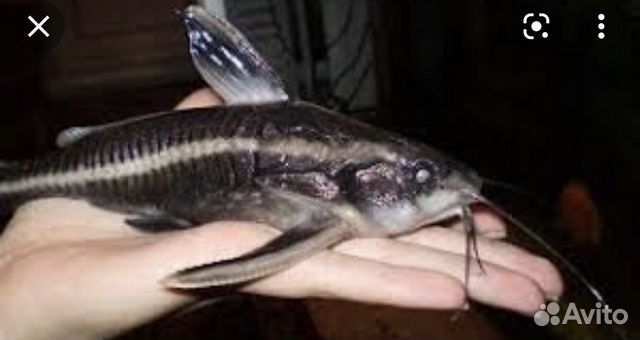 Платидорас