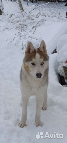 Лайка потеряшка