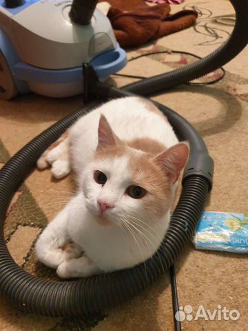 Кошка