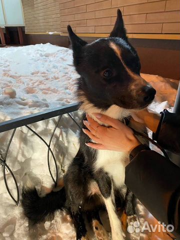 Погибает лайка