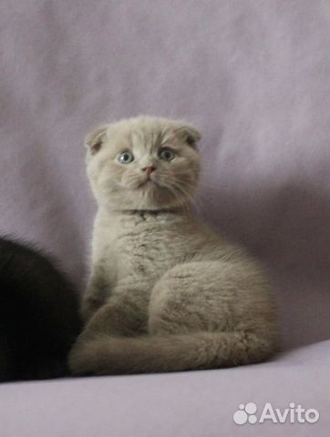 Шотландский вислоухий котенок лиловый окрас