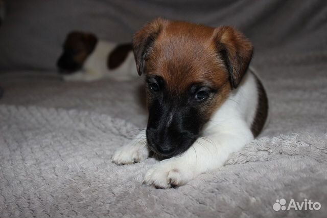 Фокстерьер гладкий