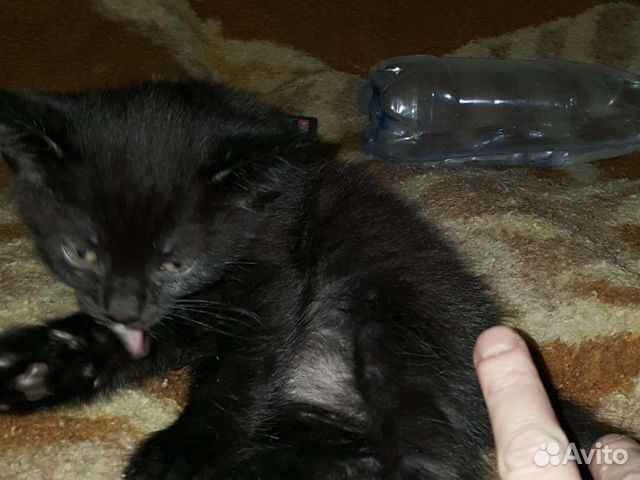 Черный котенок - полукровка