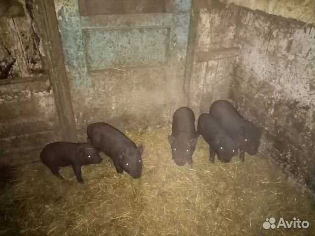 Вьетнамские поросята