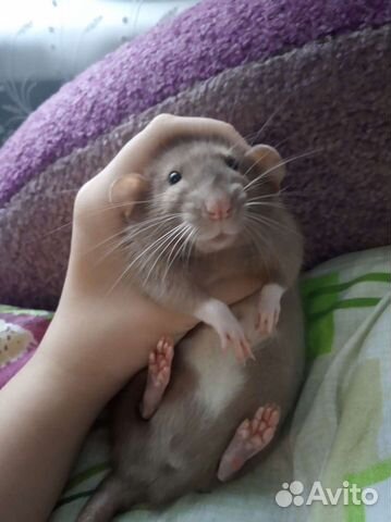 Сиамская крыса