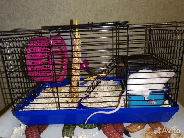 Мышка белая бесплатно