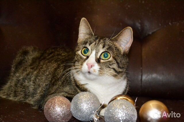 Кошка Эля в добрые руки