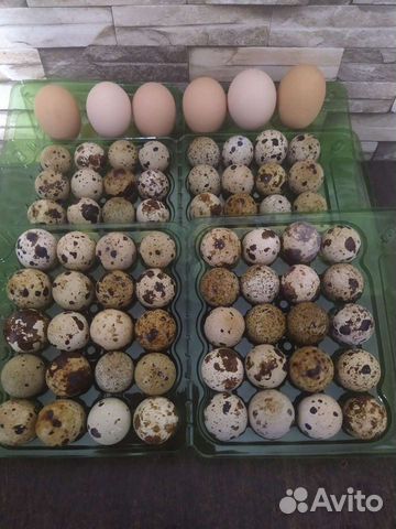 Яйца перепелиные домашние