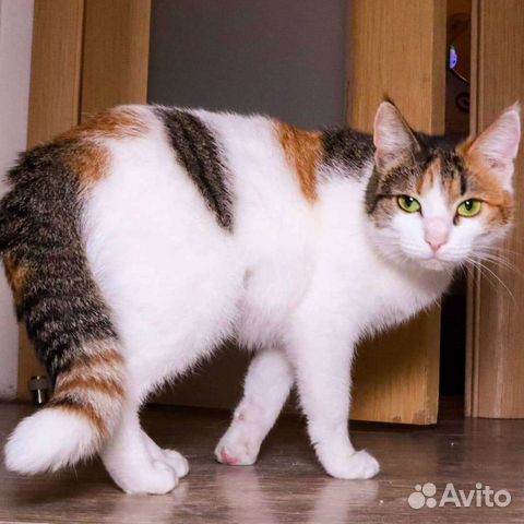 Домашние животные кошки