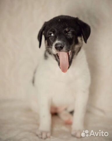 Щенок в добрые руки бесплатно