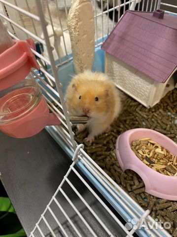 Сирийский хомяк с клеткой