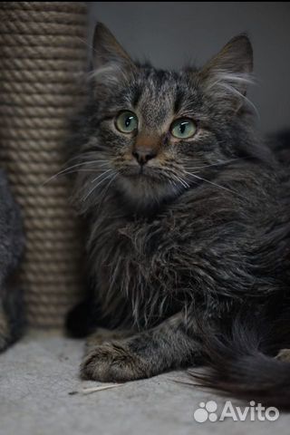 Сибирский брошенный котик Чуп 2 года в дар