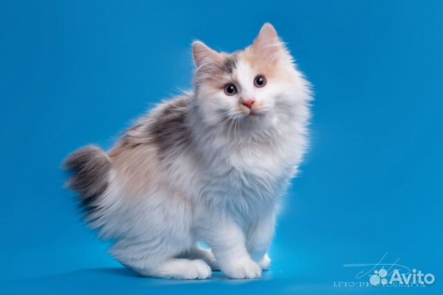 Кошечка курильский бобтейл редкого окраса