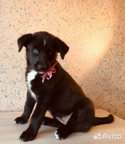 Щенки Джен, Ника и Тиша ищет хозяев. Хорошие руки