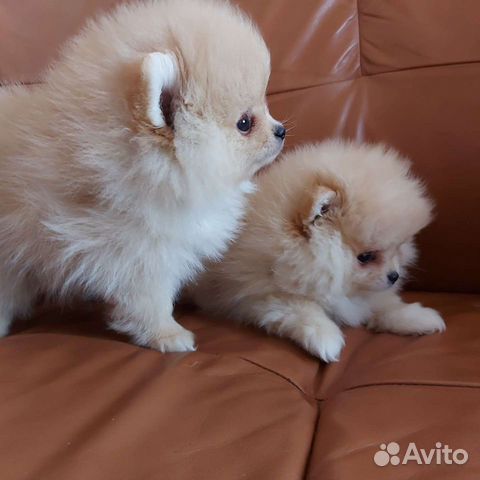 Померанский шпиц медвежьего типа