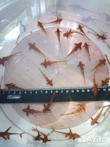 Лорикария красная