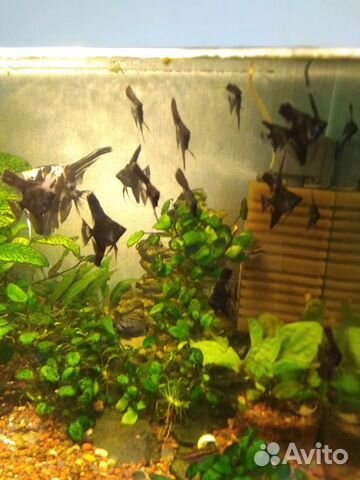 Рыбки скалярии