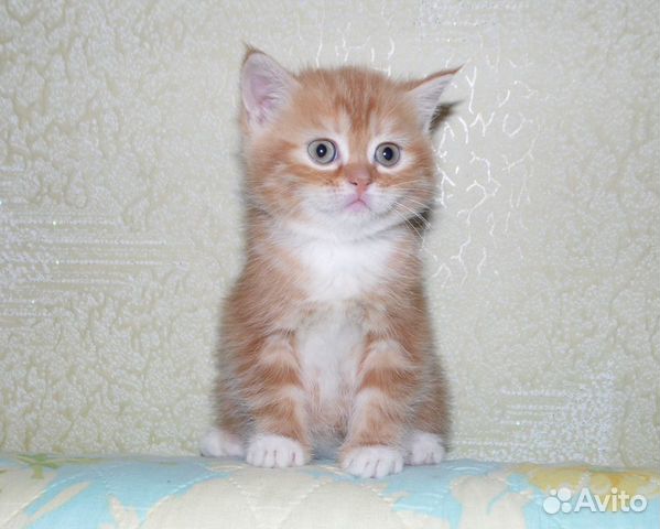 Рыжий котенок метис 1 месяц
