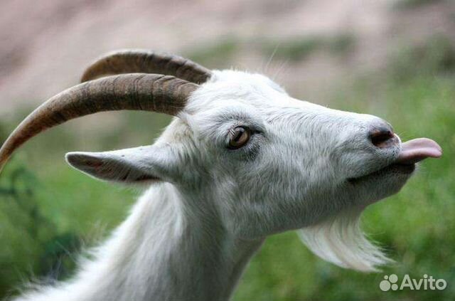 Молодой козлик