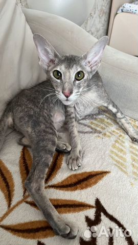 Кошка Петерболд